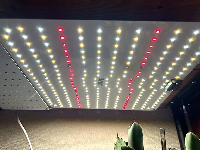 アガベ子株のLED｜BRIM パネル植物育成ライト コスパ最強！ | トゲラボ