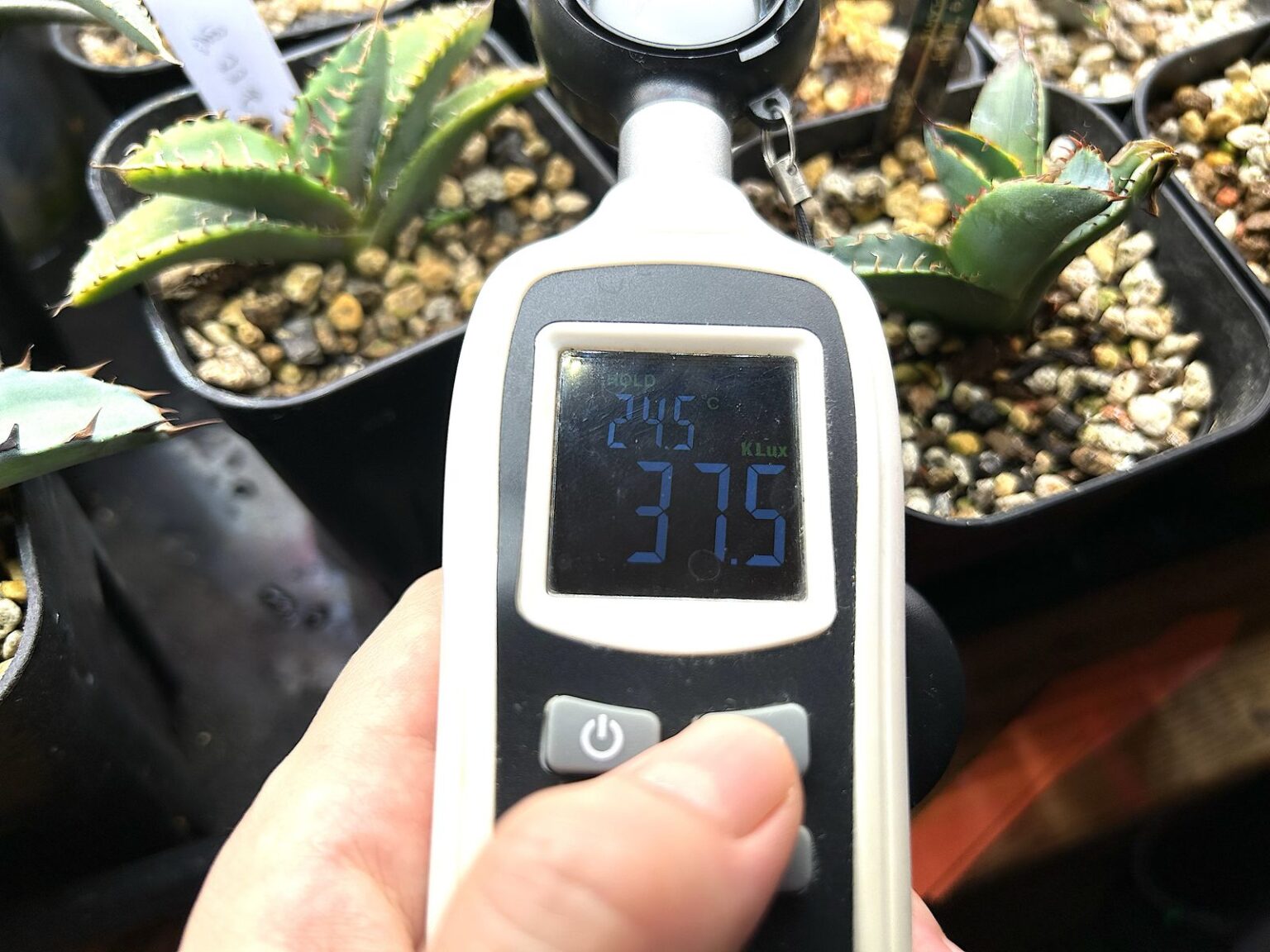 アガベ子株のLED｜BRIM パネル植物育成ライト コスパ最強！ | トゲラボ