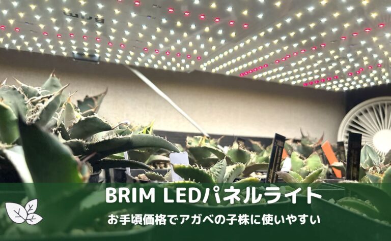 アガベ子株のLED｜BRIM パネル植物育成ライト | トゲラボ